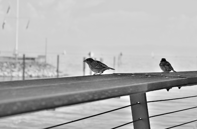 [Java] 45. 생성자 오버로딩 - harimmon